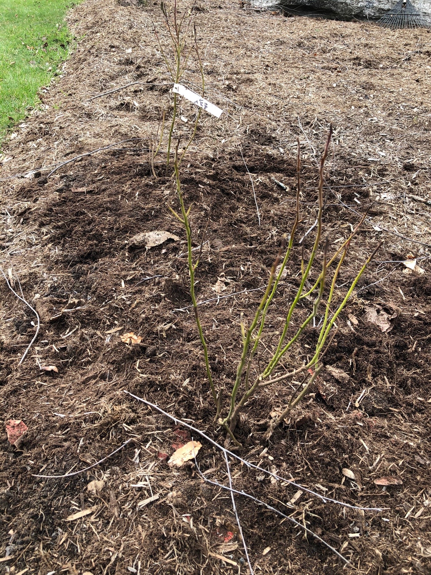 Early Spring Native Plant Additions – Pennsylvania Native Garden Journey