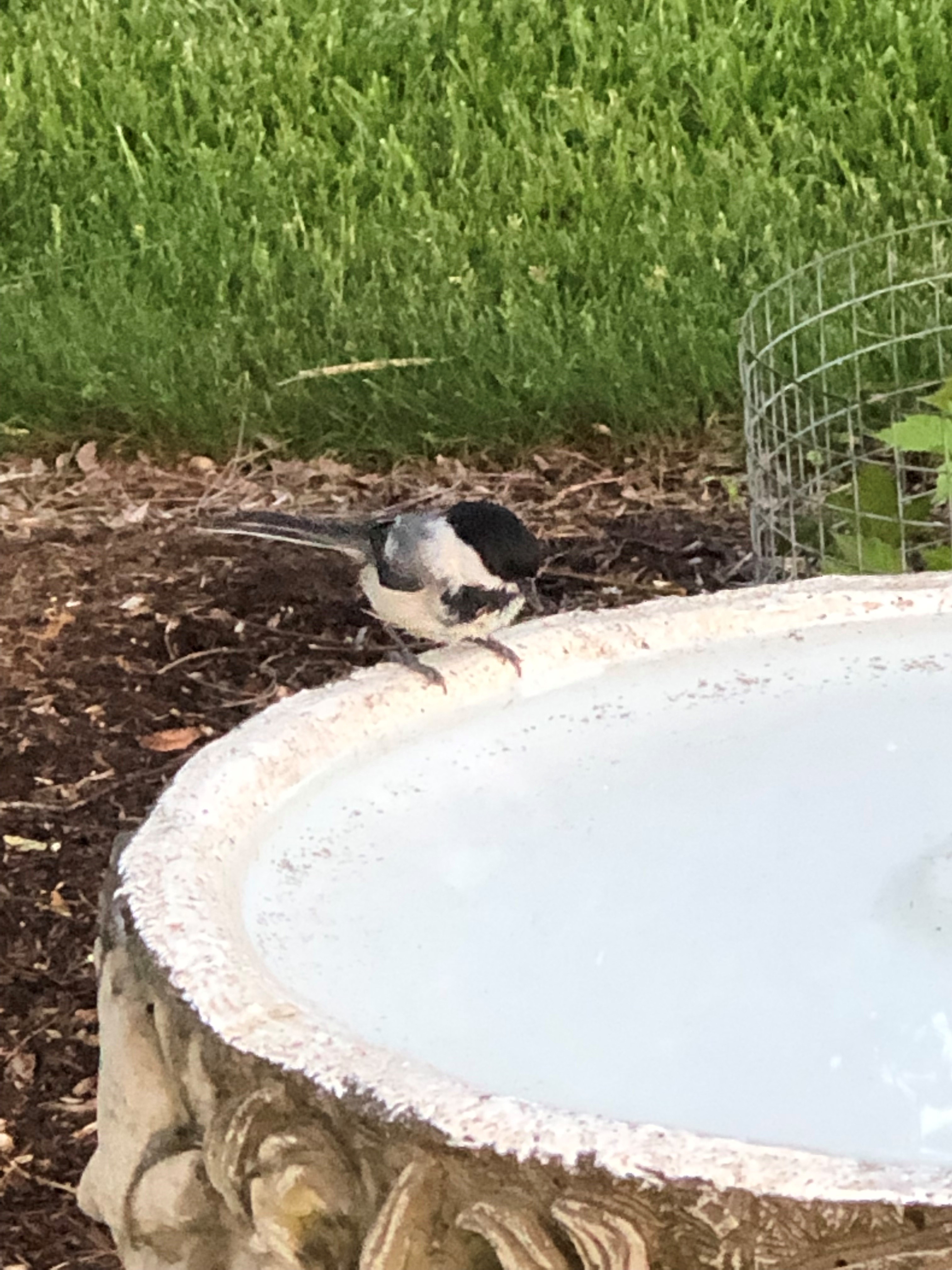 Wild Bird Notes for Mid-May – Pennsylvania Native Garden Journey