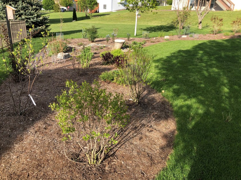 Garden Notes – Mid May – Pennsylvania Native Garden Journey